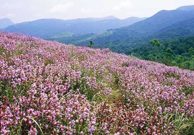 Neelakurinji in Bloom in 2018 after 12 Years in Munnar, Kerala